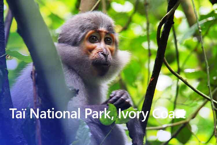 Ivory Coast Holiday Package | Book Hotel & Car - AnjMal Travels & Tours